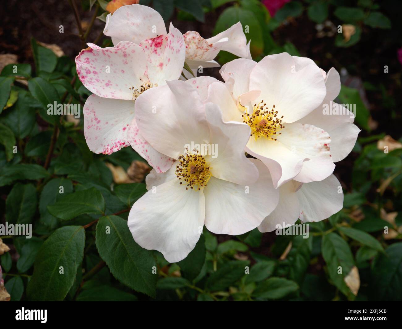 Rosa Sally Holmes Stock Photo - Alamy