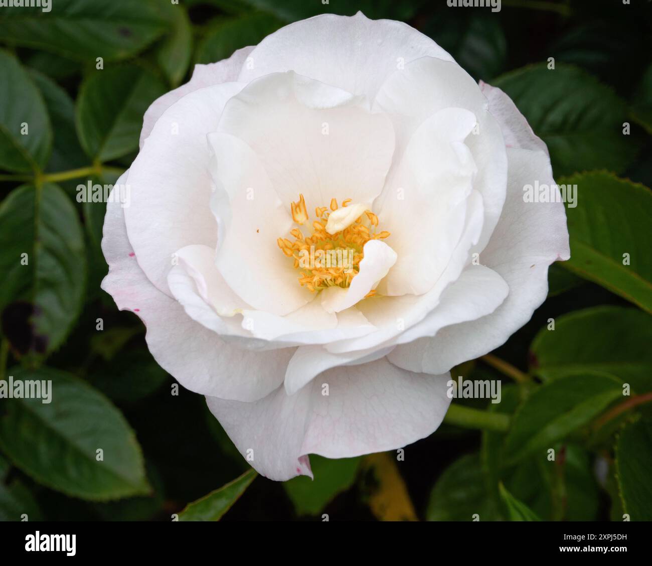Rosa Pearl Drift Stock Photo - Alamy