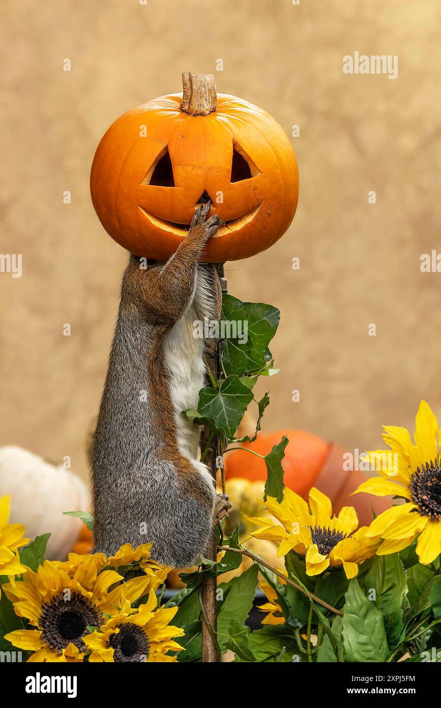 Grey squirrel with head inside a pumpkin Stock Photo - Alamy
