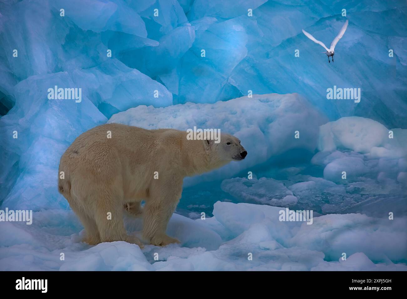 Pagophilic hi-res stock photography and images - Alamy