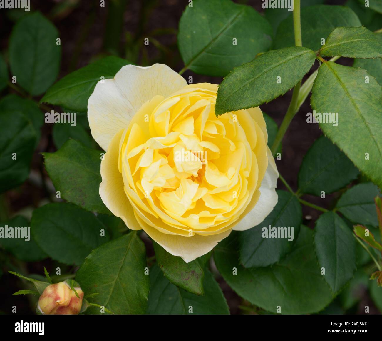 Rosa Vanessa Bell Stock Photo - Alamy