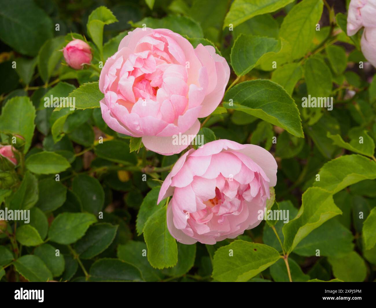 Rosa Scarborough Fair Stock Photo - Alamy