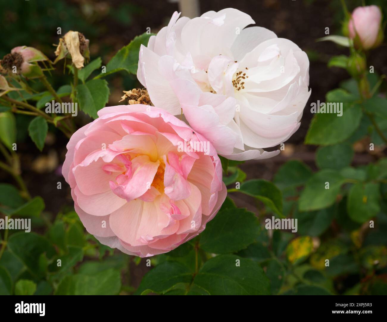 Rosa Scarborough Fair Stock Photo - Alamy