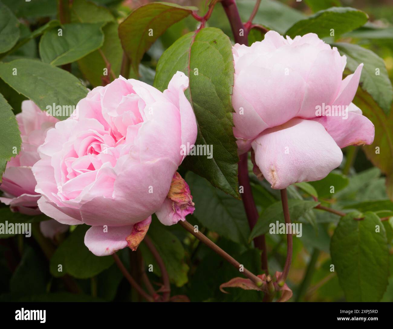 Rosa Mary Delaney Stock Photo - Alamy