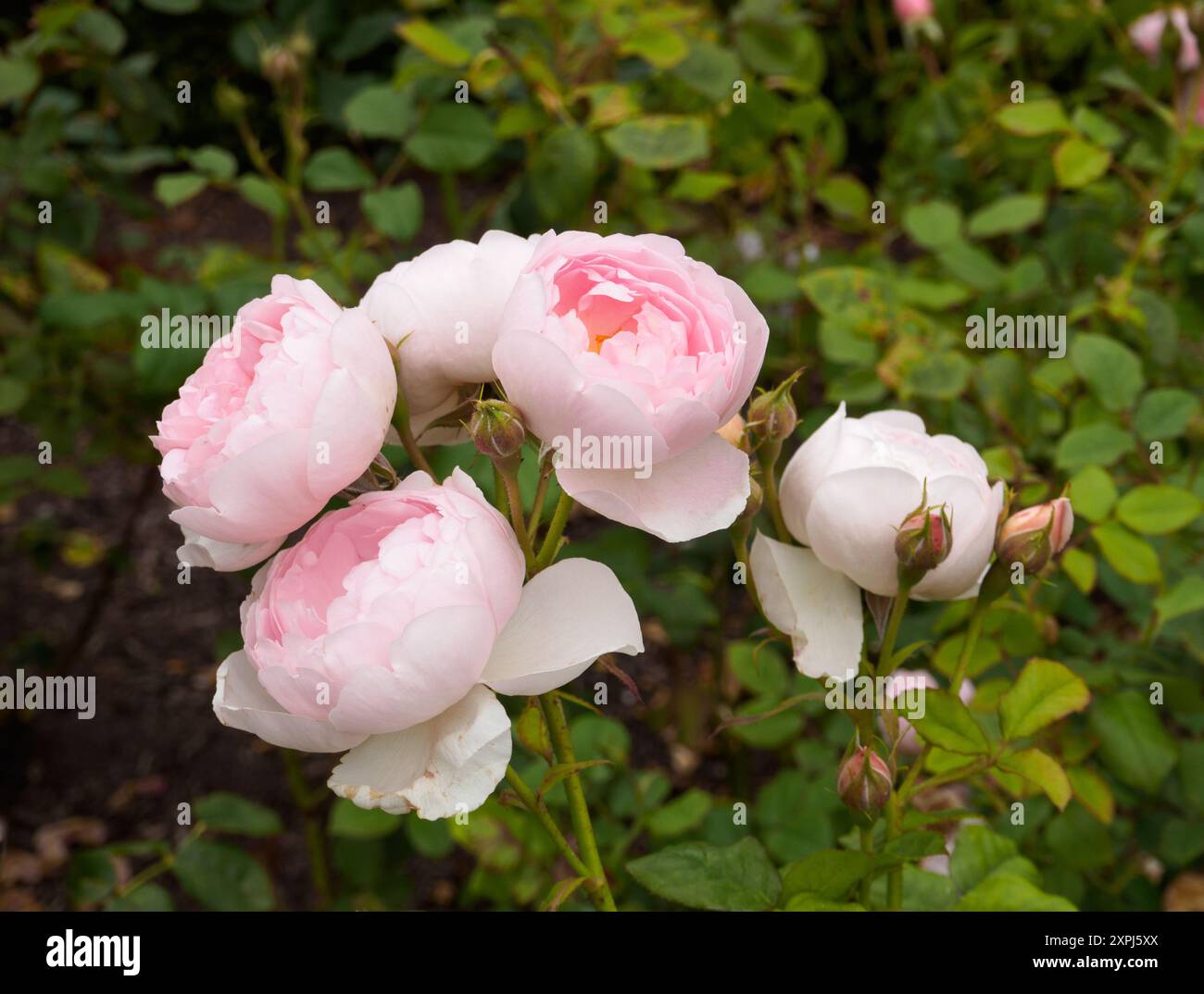Rose scepterd isle hi-res stock photography and images - Alamy