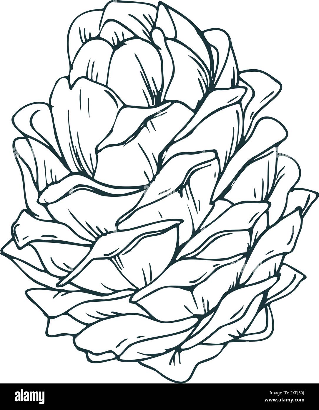 Cedar cone, pine cone large side view. Line art is a simple hand-drawn ...