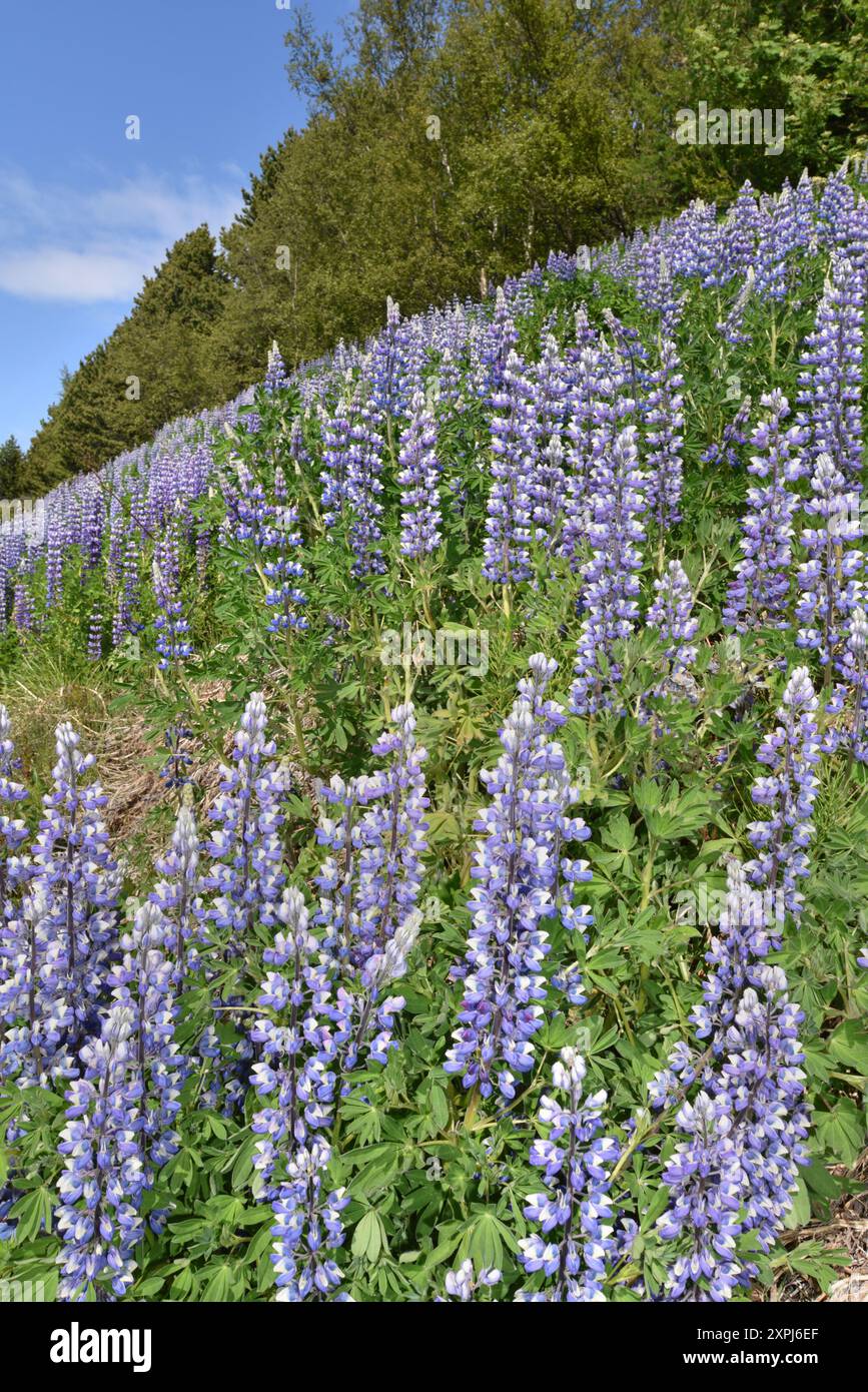 Nootka lupin lupinus nootkatensis hi-res stock photography and images ...
