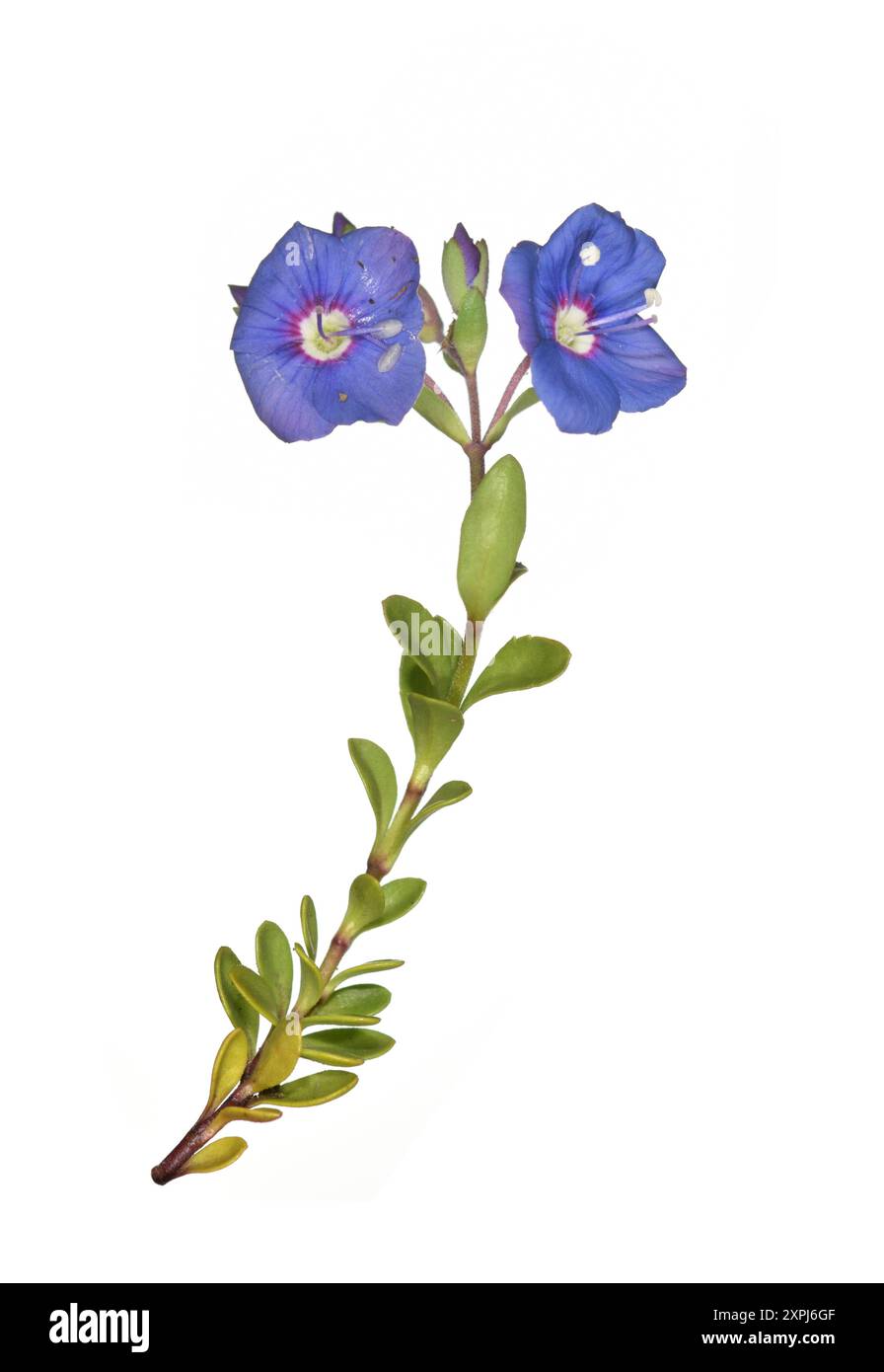 Alpine speedwell hi-res stock photography and images - Alamy