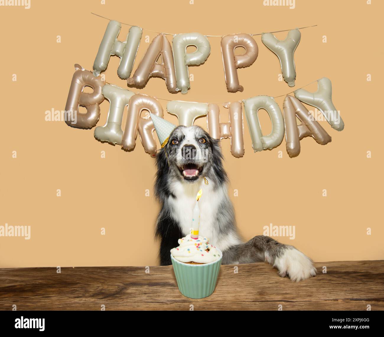 Portrait happy birthday border collie dog. Isolated on beige background ...