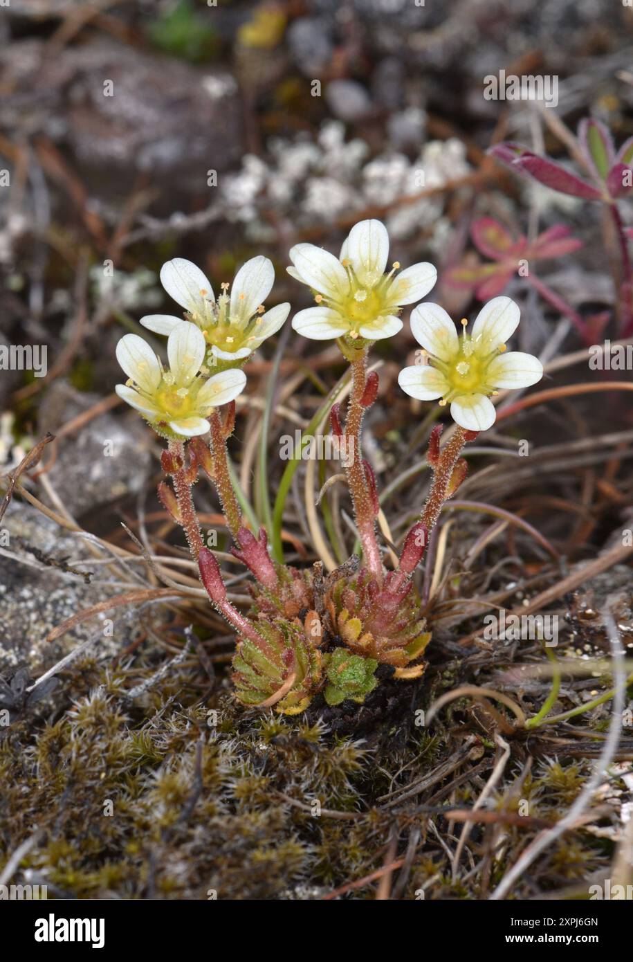 Tufted saxifrage hi-res stock photography and images - Alamy
