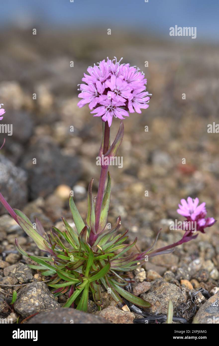 Lychnis alpine hi-res stock photography and images - Alamy