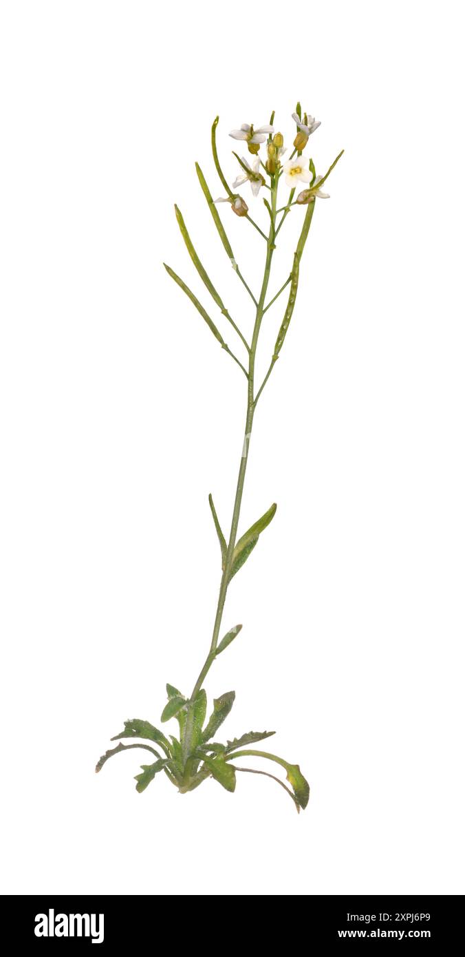 Arabidopsis flower hi-res stock photography and images - Alamy