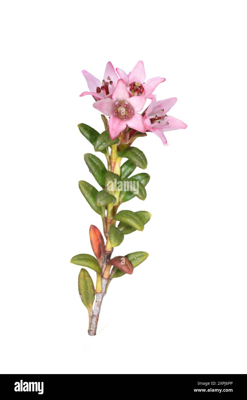 Loeseleuria procumbens hi-res stock photography and images - Alamy