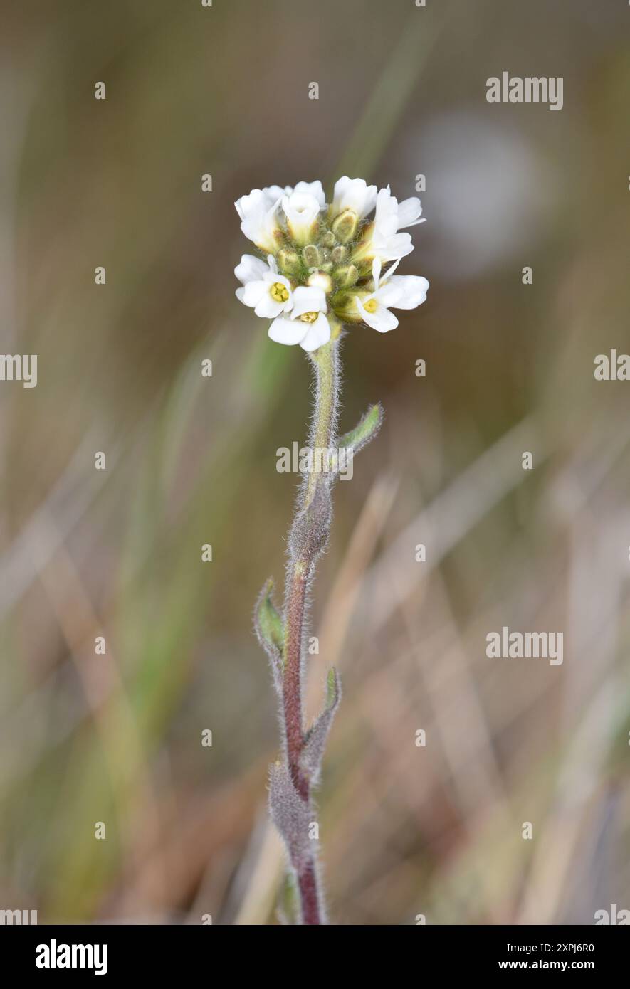 Plant draba incana hi-res stock photography and images - Alamy