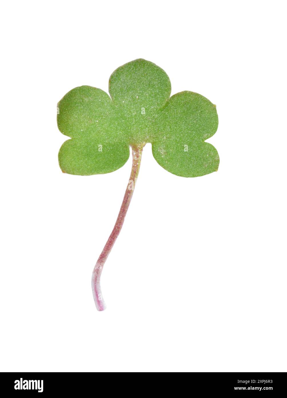 Drooping flower Cut Out Stock Images & Pictures - Alamy