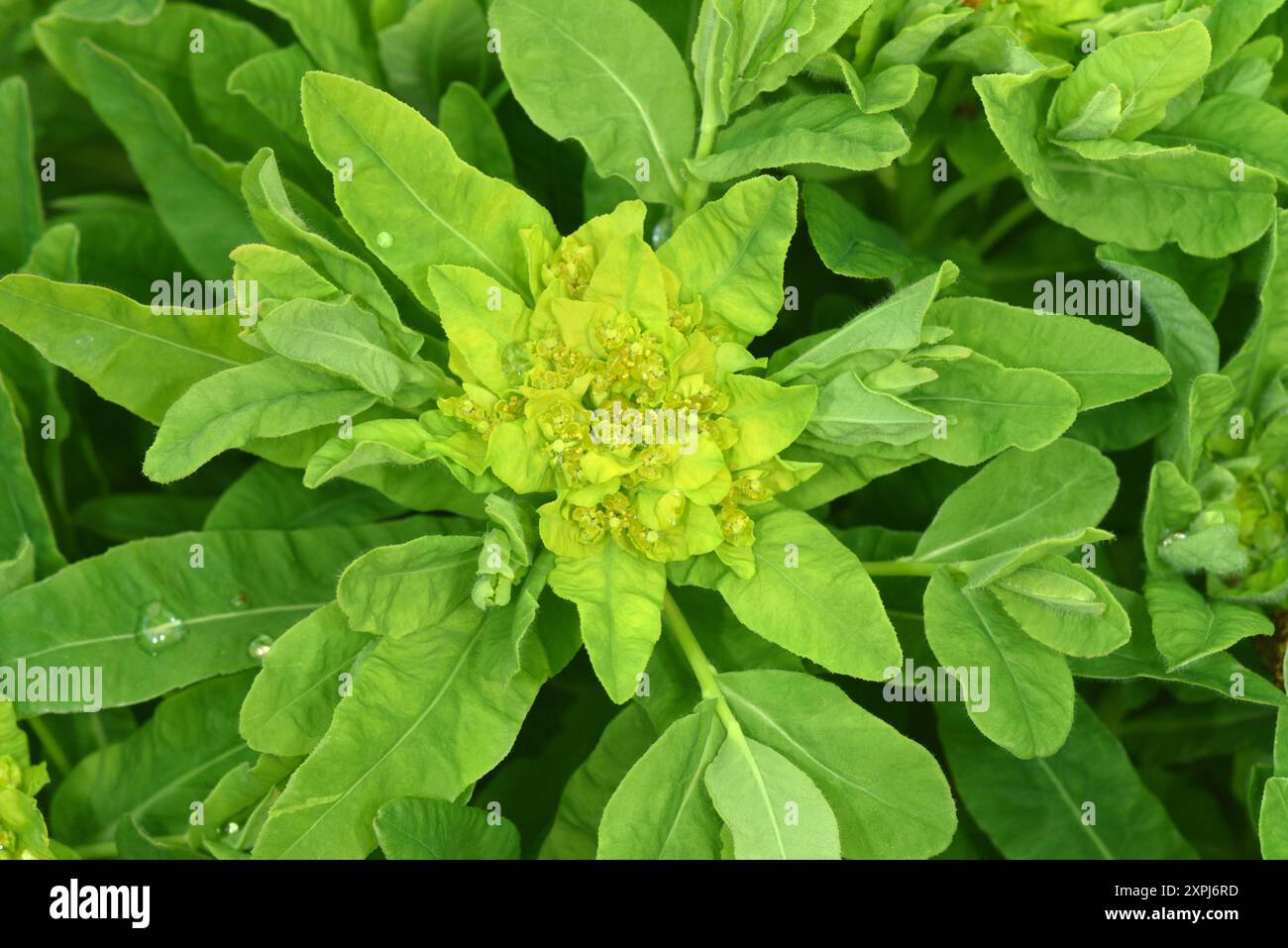 Irish Spurge - Euphorbia hyberna Stock Photo - Alamy