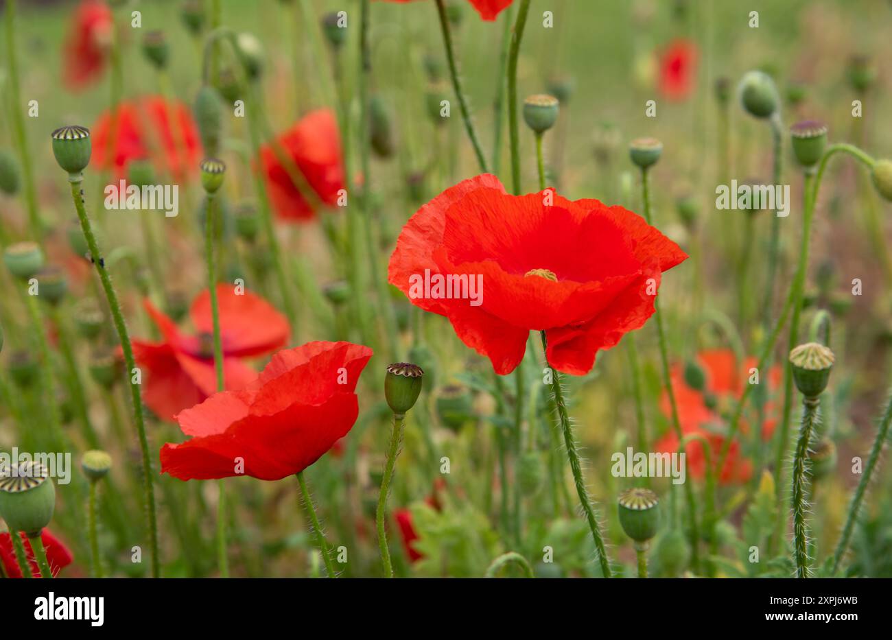 Single red poppy flower on a meadow hi-res stock photography and images ...