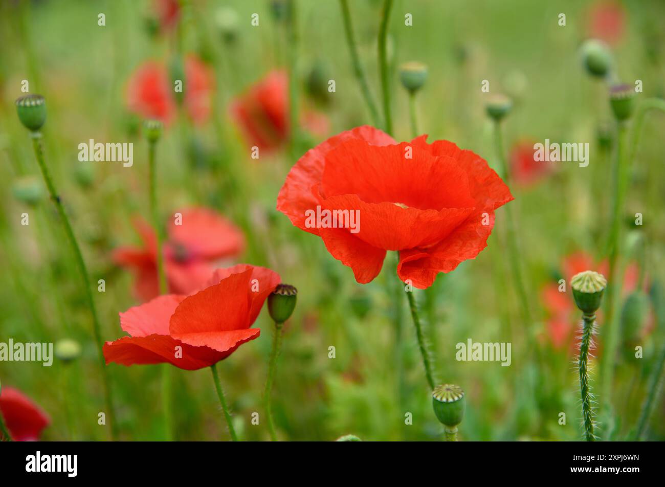 Single red poppy flower on a meadow hi-res stock photography and images ...