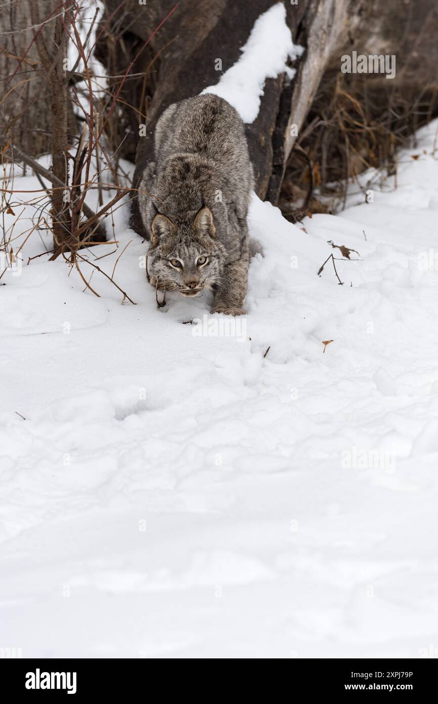 Season creep hi-res stock photography and images - Alamy
