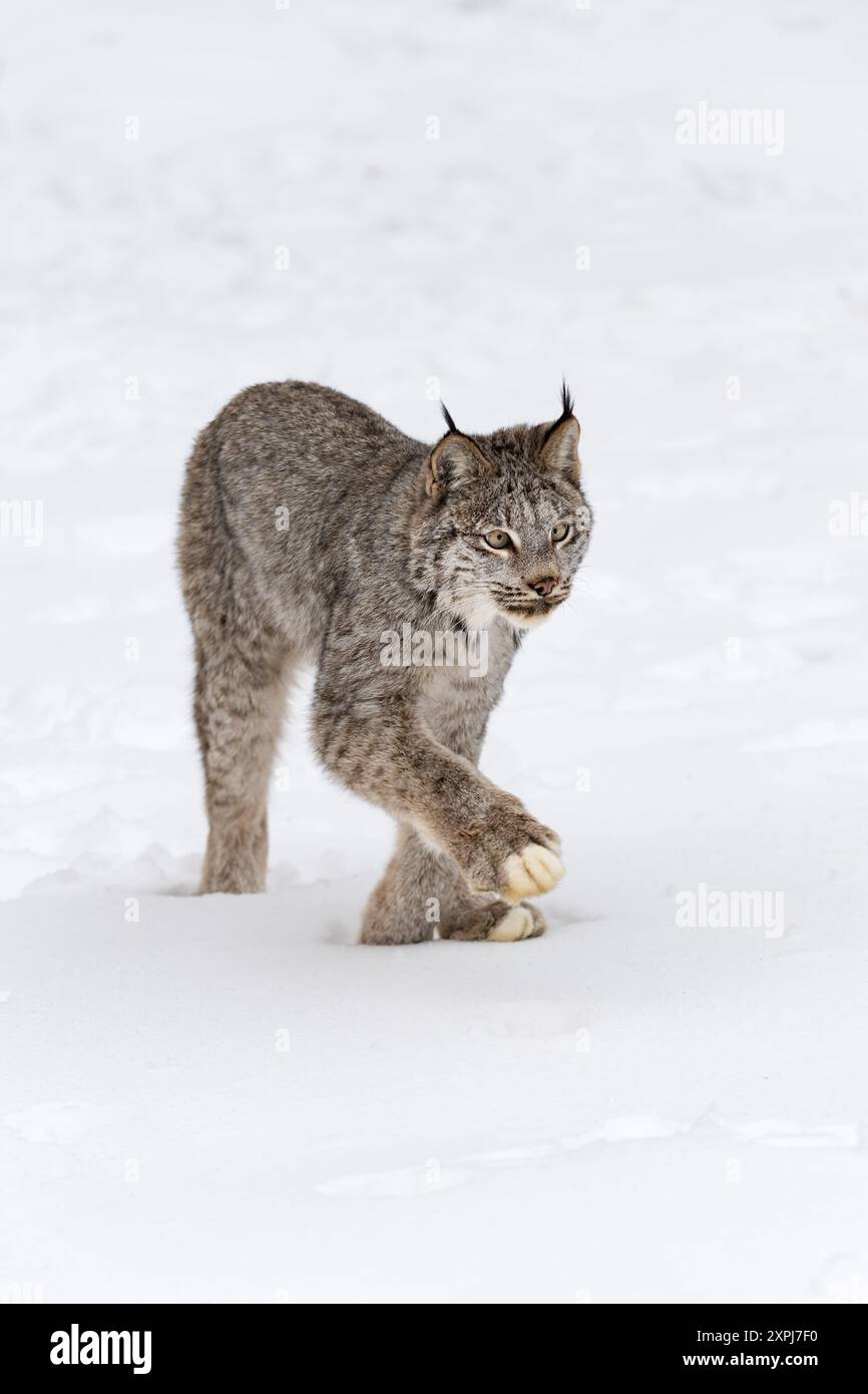 Canadian Lynx (Lynx canadensis) Steps Forward Long Legs Winter ...