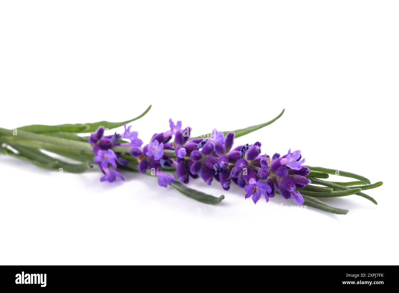 Lavender flower isolated on white background Stock Photo - Alamy