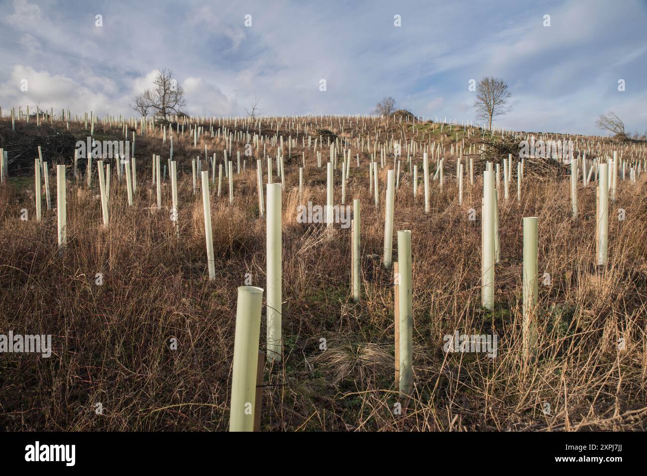 A plantation of tree saplings protected by tree guards and stakes, near ...