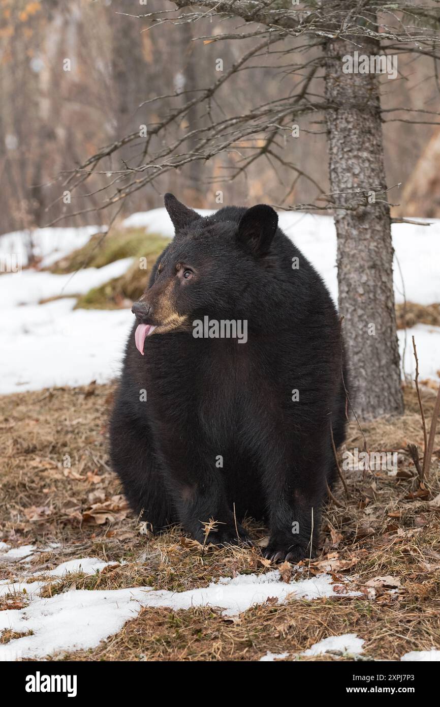 Black Bear (Ursus americanus) Sits Looking Left Letting Tongue Hang Out ...