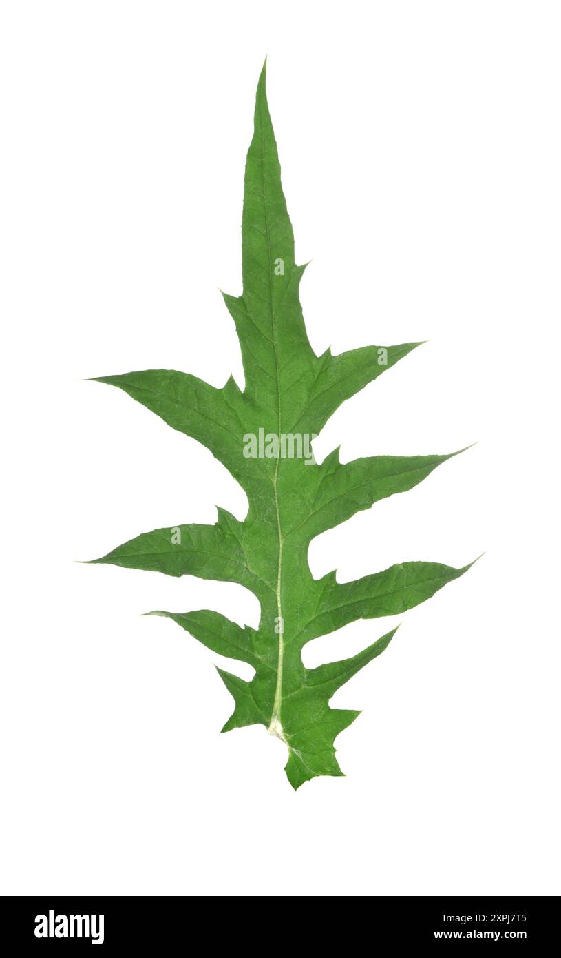 Blue globe thistle echinops bannaticus Cut Out Stock Images & Pictures ...