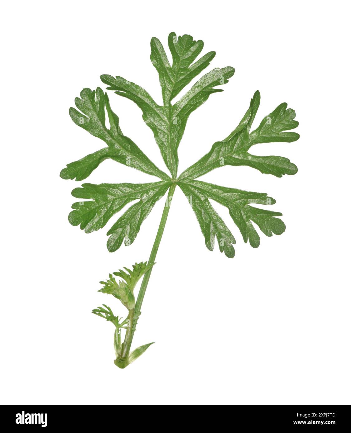 White musk mallow flower Cut Out Stock Images & Pictures - Alamy