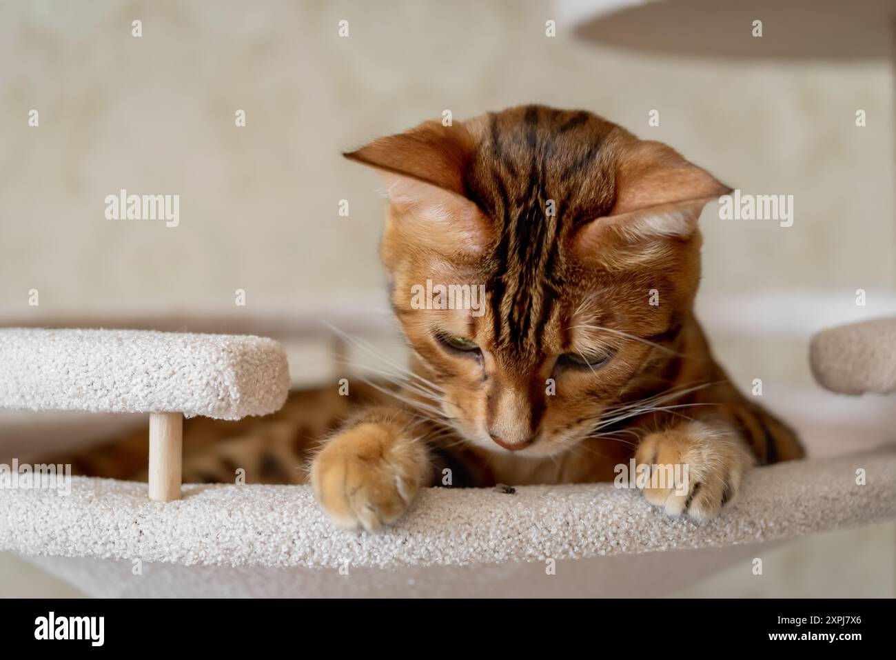 The ginger cat caught a fly. The cat is on the cat tree Stock Photo - Alamy