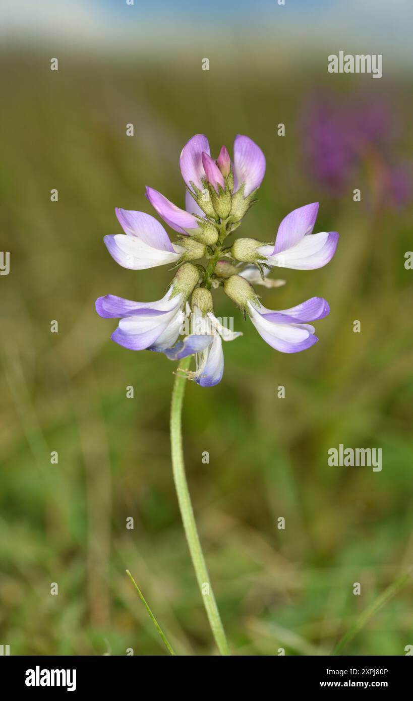 Alpine Milk-vetch - Astragalus alpinus Stock Photo - Alamy