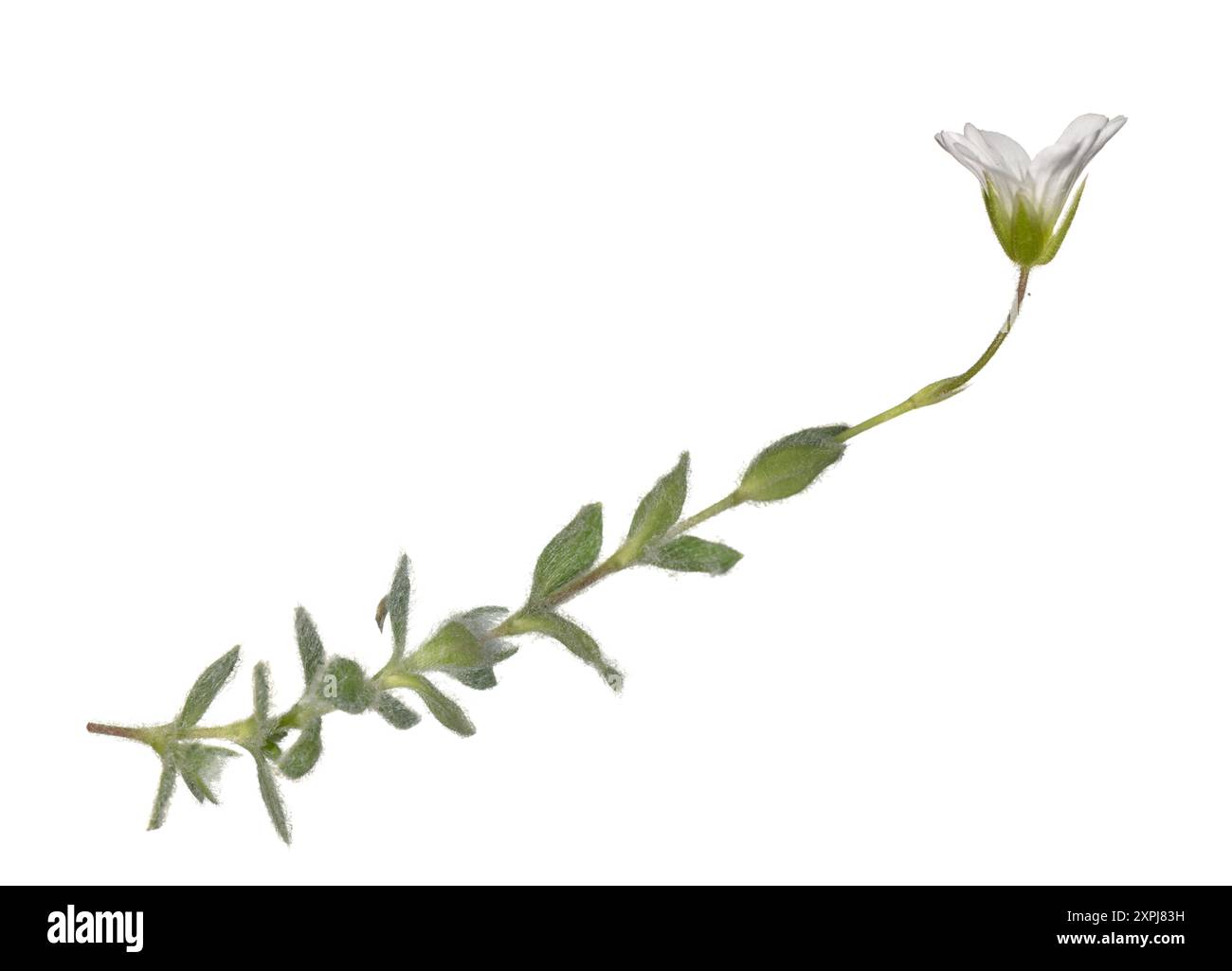 Alpine Mouse-ear - Cerastium alpinum Stock Photo - Alamy