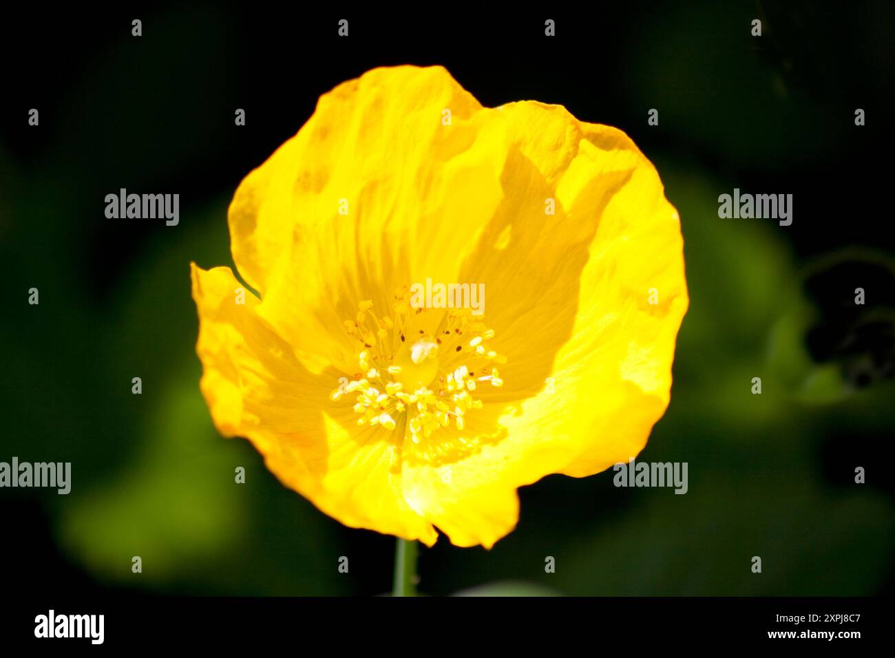 Japanese marigold flower (kerria japonica Stock Photo - Alamy