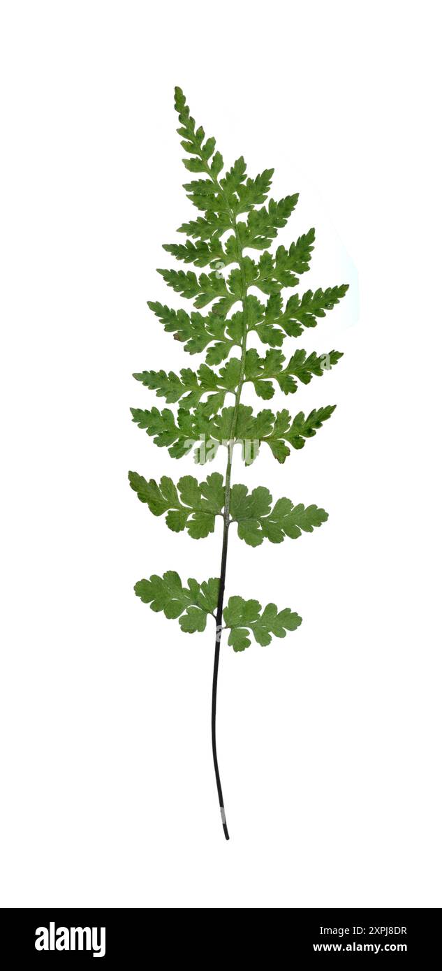 Brittle Bladder-fern - Cystopteris fragilis Stock Photo - Alamy