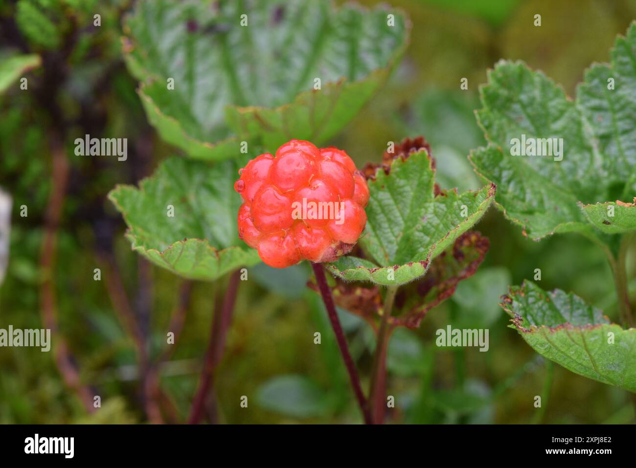 Chamaemorus hi-res stock photography and images - Alamy