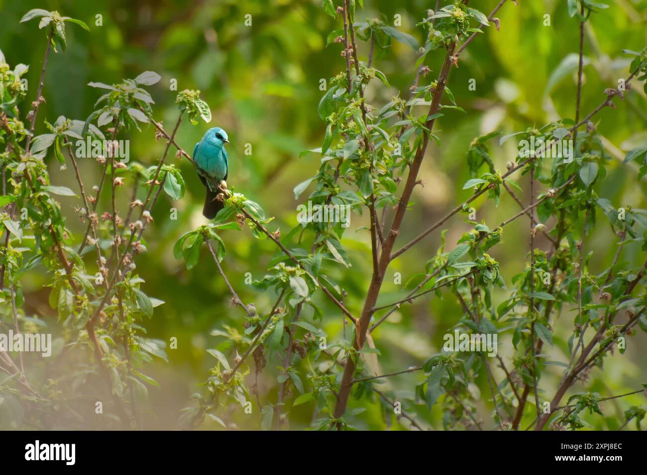 Verditer flycatcher bird, Eumyias thalassinus, Old World flycatcher, in ...