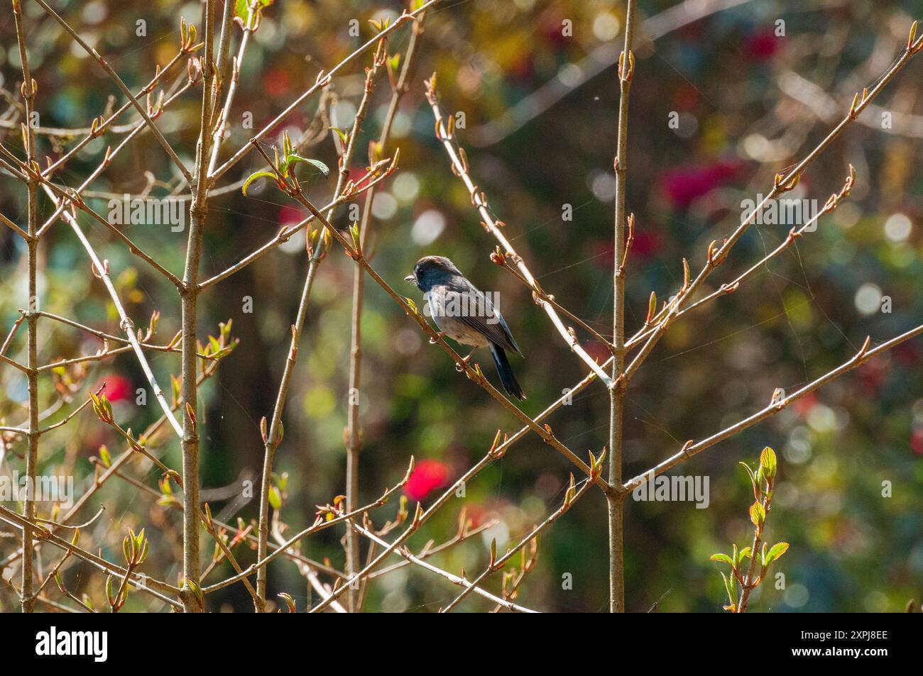 Rufous-gorgeted flycatcher bird, Ficedula strophiata, bird family ...