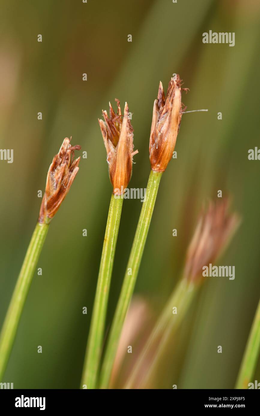 Common Deergrass - Trichophorum germanicum Stock Photo - Alamy