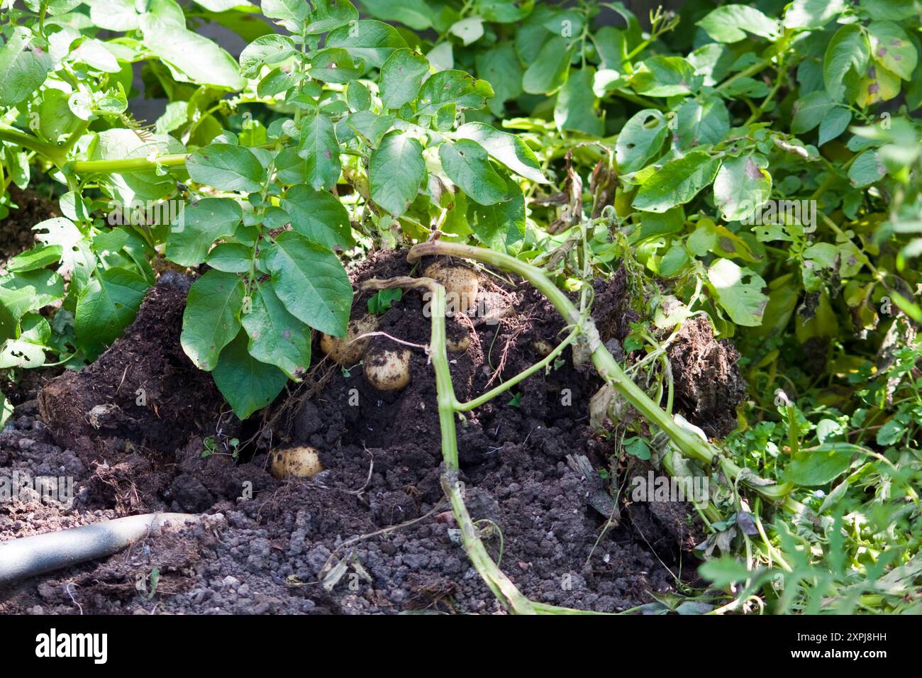 Dug Potatoe Root with Potatoes (Solanum tuberosum) still attached to ...