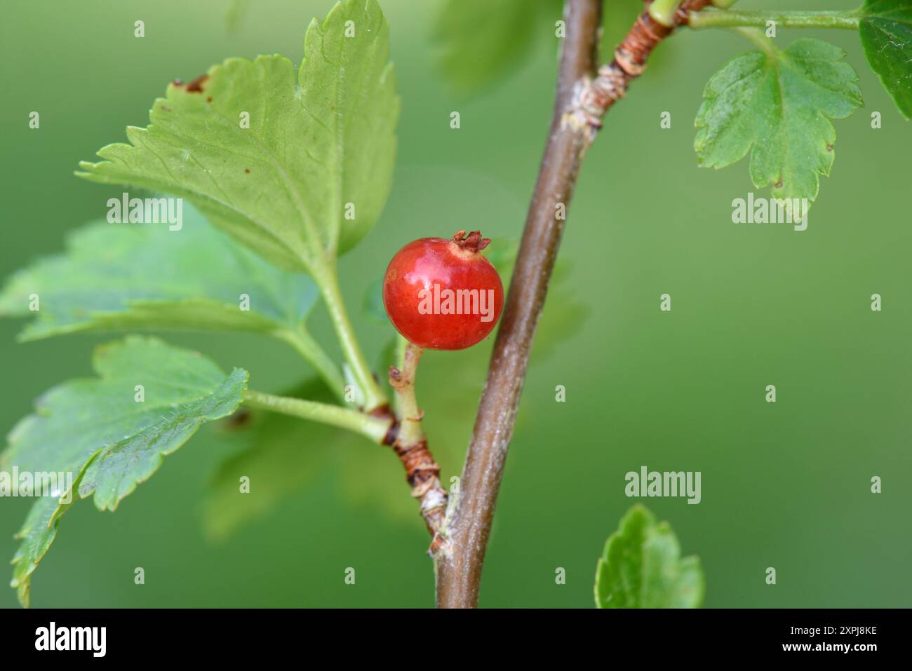 Mountain Currant - Ribes alpinum Stock Photo - Alamy