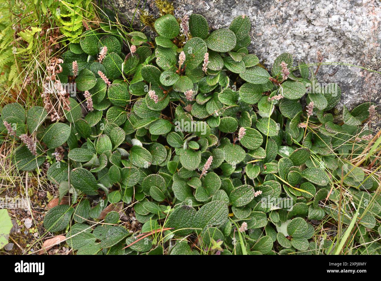 Net-leaved Willow - Salix reticulata Stock Photo - Alamy
