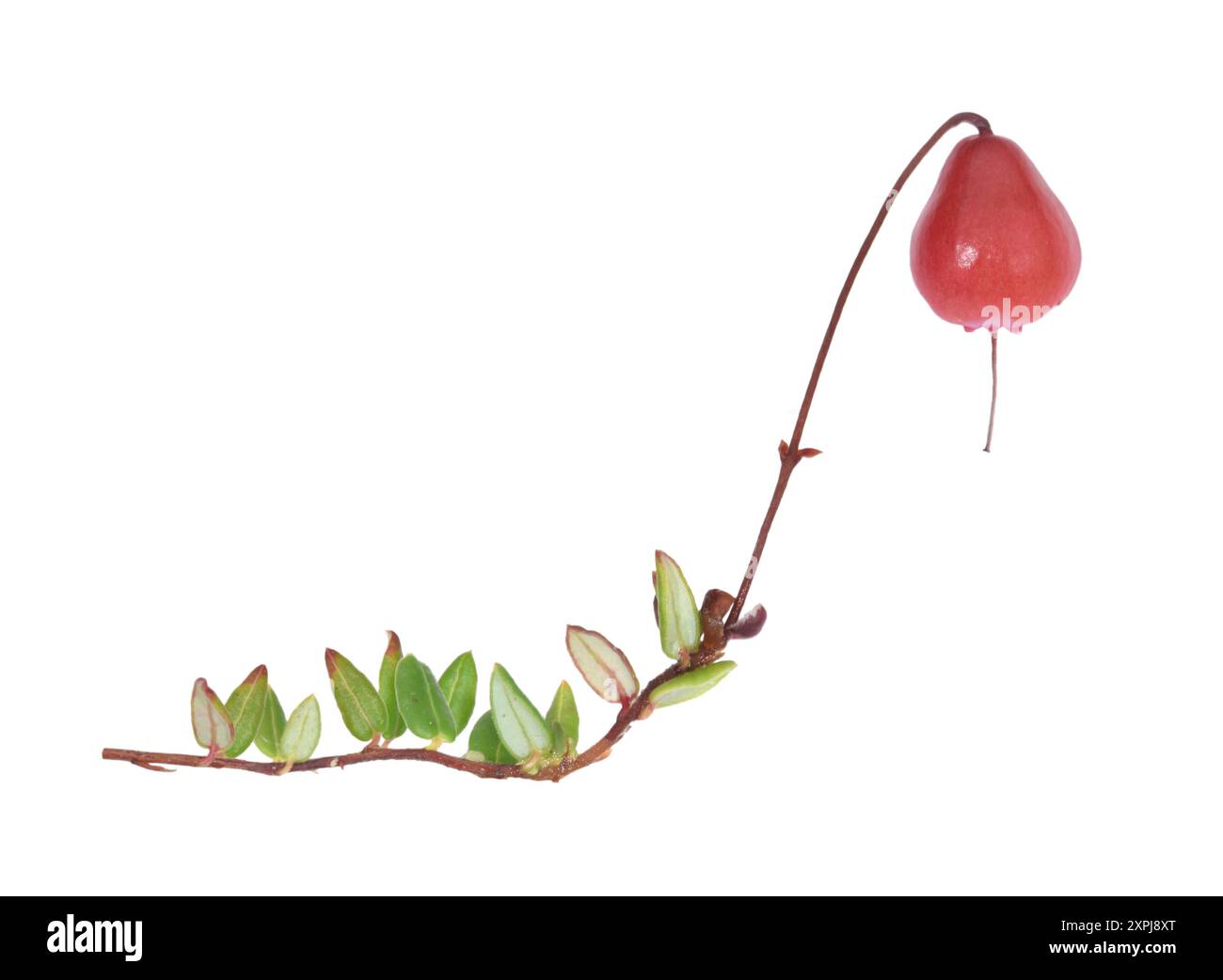 Small Cranberry - Vaccinium microcarpum Stock Photo - Alamy