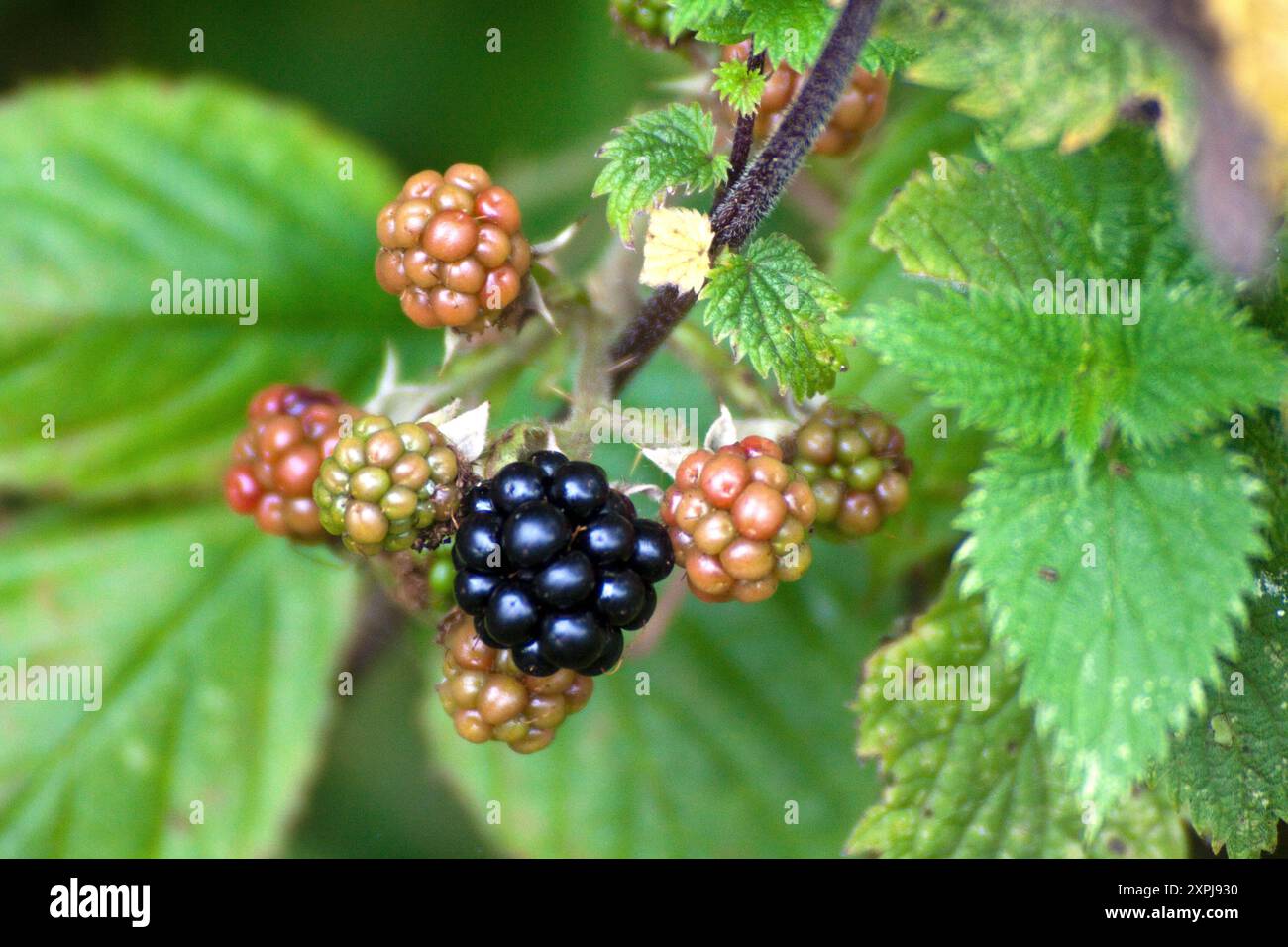 Blackberries Rubus fruticosus with Stinging Nettles (urtica dioical) in ...