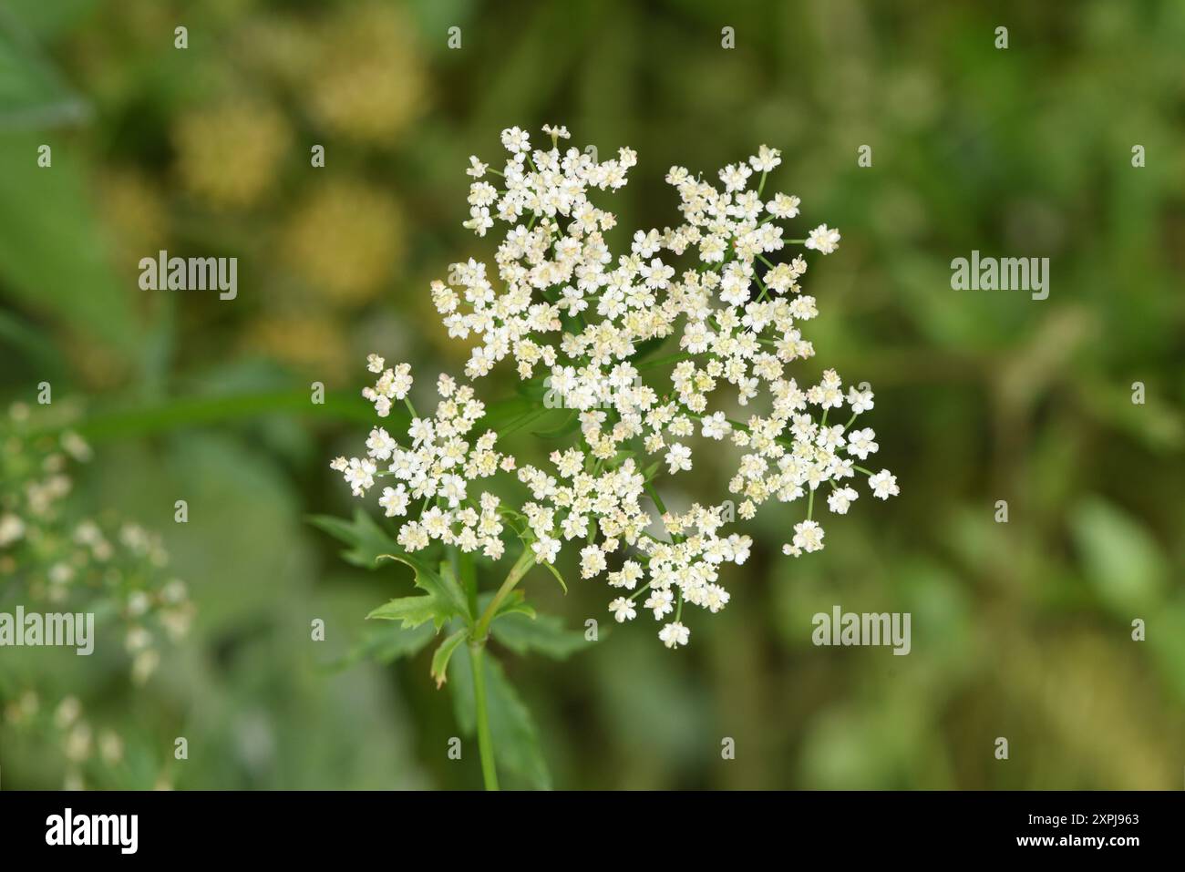Lesser Water-parsnip - Berula erecta Stock Photo - Alamy