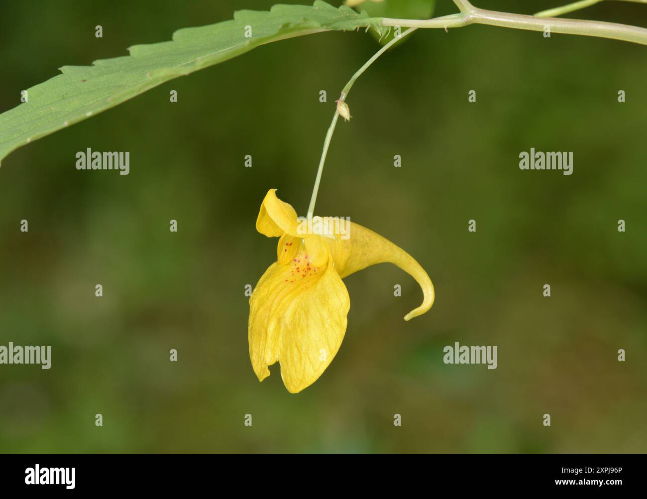 Touch-me-not Balsam - Impatiens noli-tangere Stock Photo - Alamy