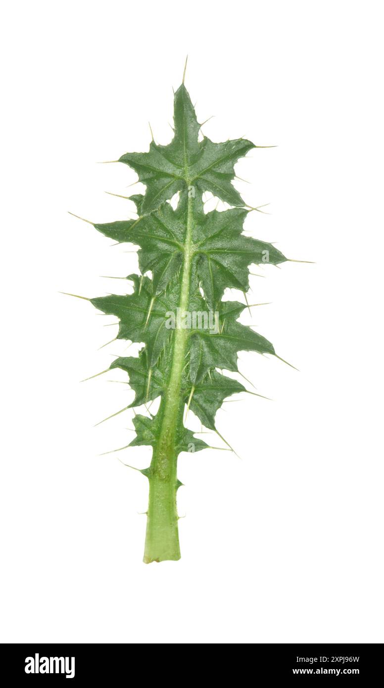 Thistle uk Cut Out Stock Images & Pictures - Alamy