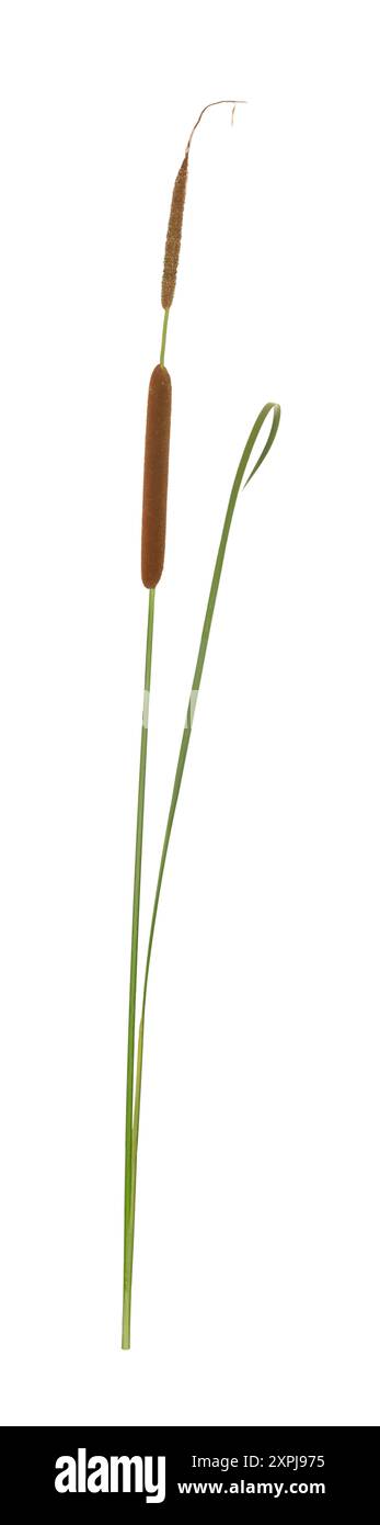 Lesser Reedmace - Typha angustifolia Stock Photo - Alamy