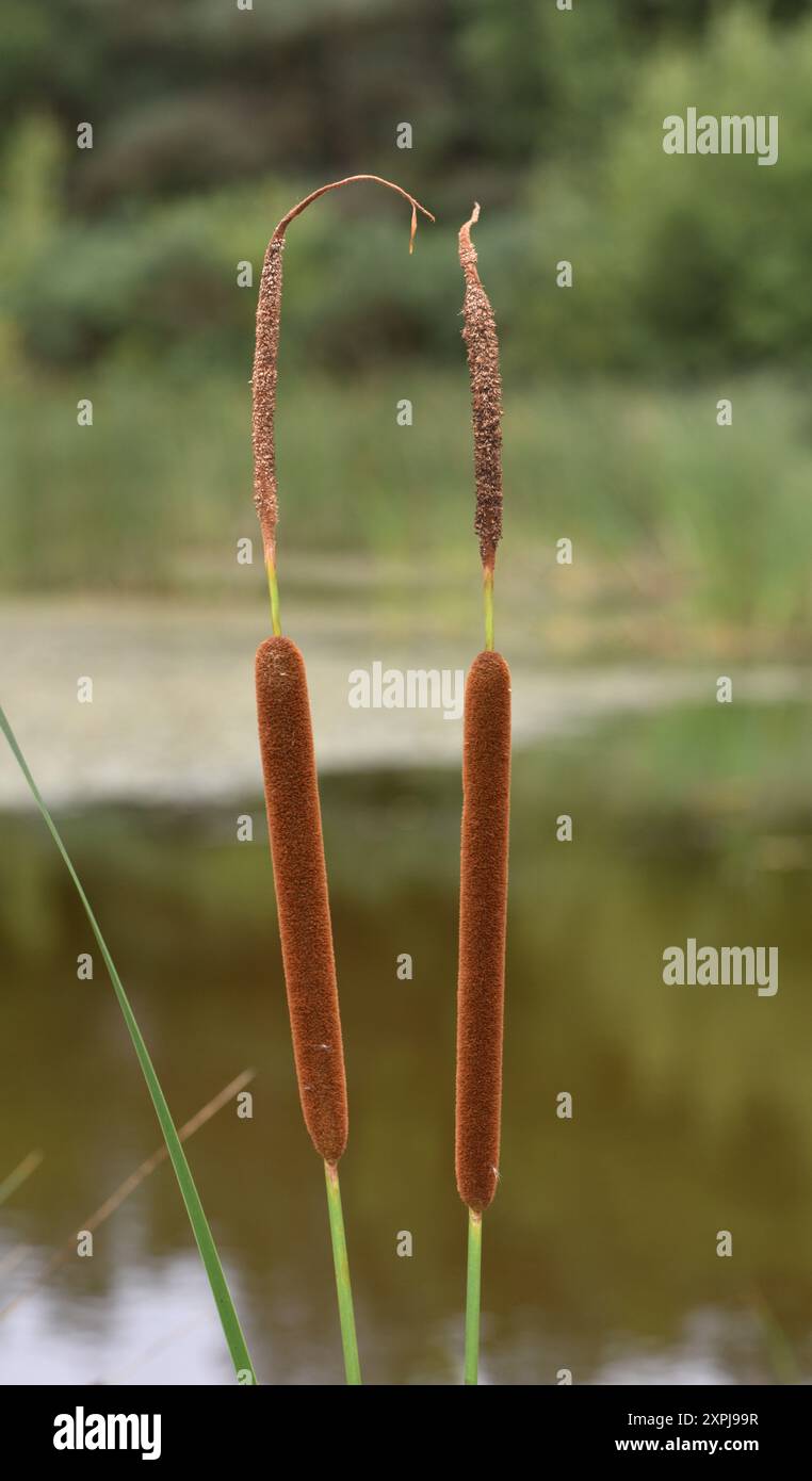 Typha angustifolia flower hi-res stock photography and images - Alamy