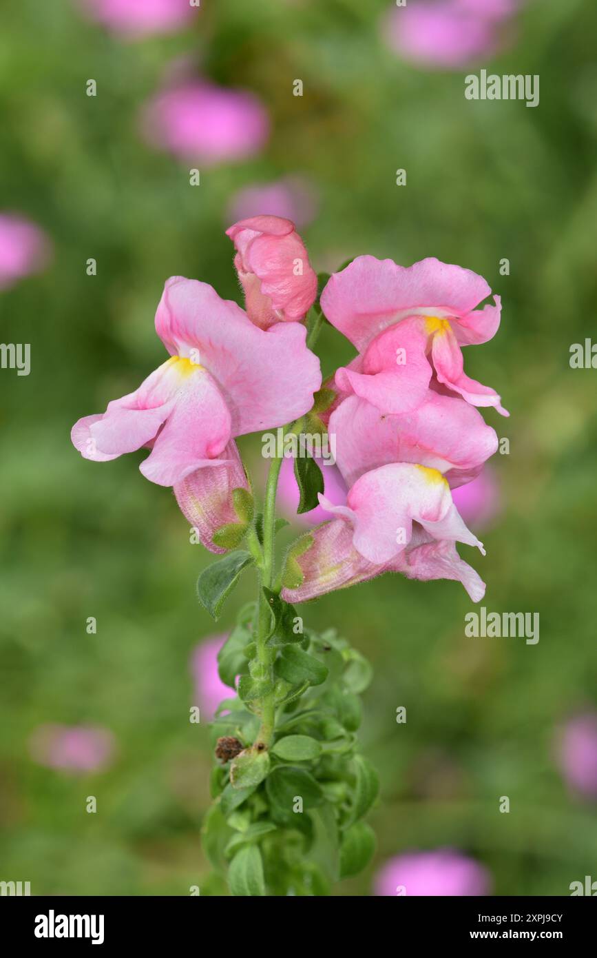 Snapdragon - Antirrhinum majus Stock Photo - Alamy