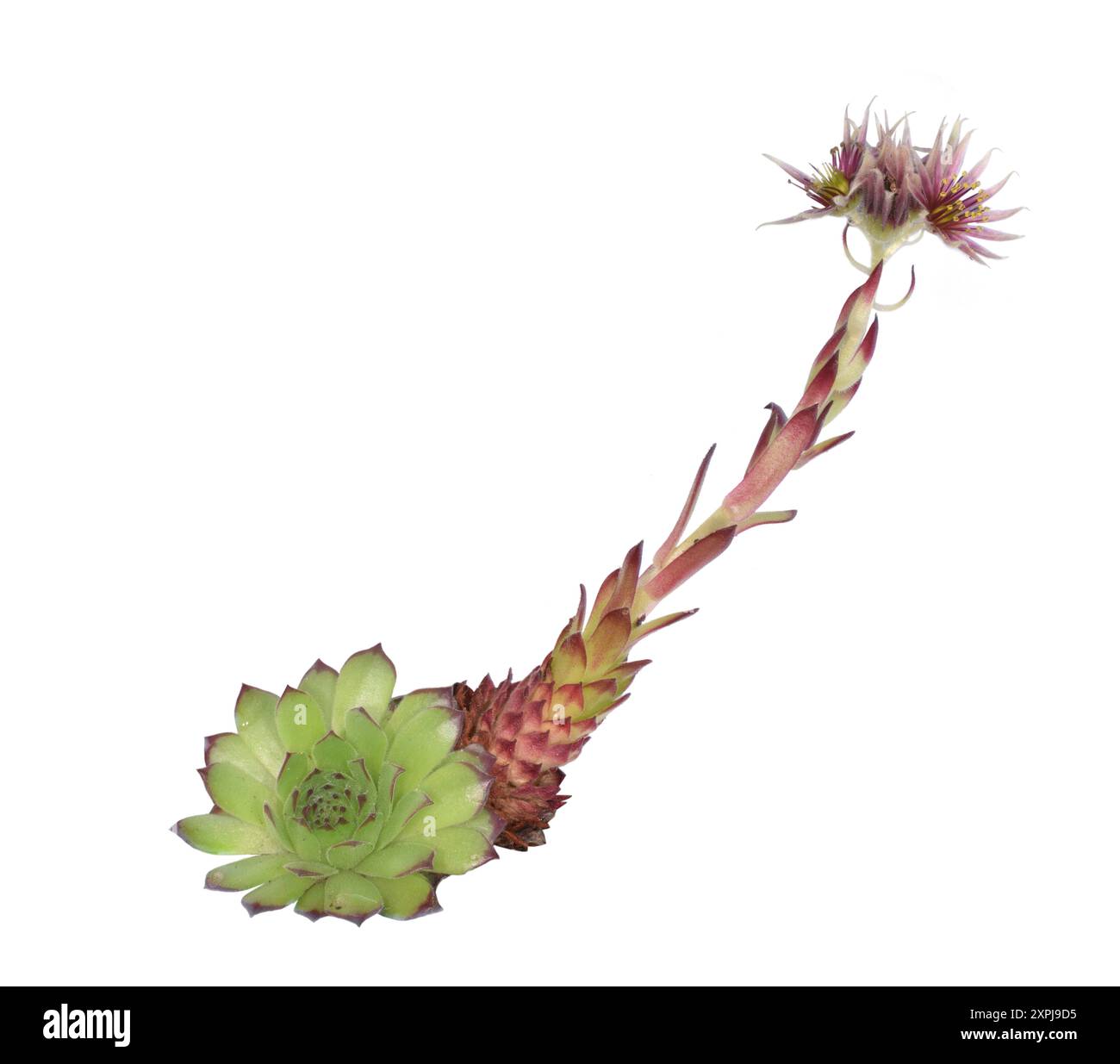 Houseleek flower hi-res stock photography and images - Alamy